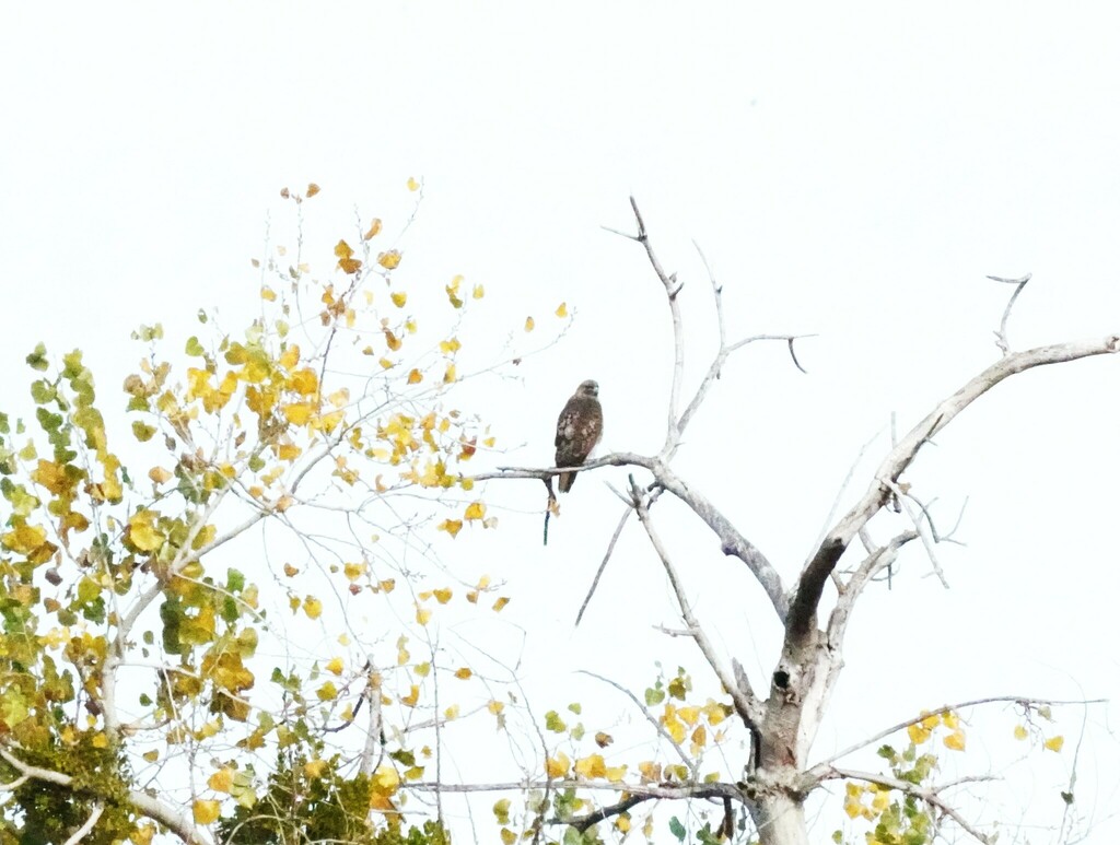 Red-tailed Hawk from Meiss Road, Sacramento County, CA, USA on December ...