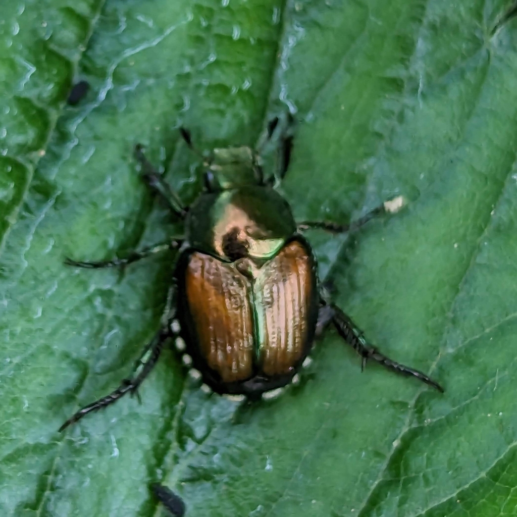 Japanese Beetle from New London, NH, USA on August 10, 2023 at 01:23 PM ...