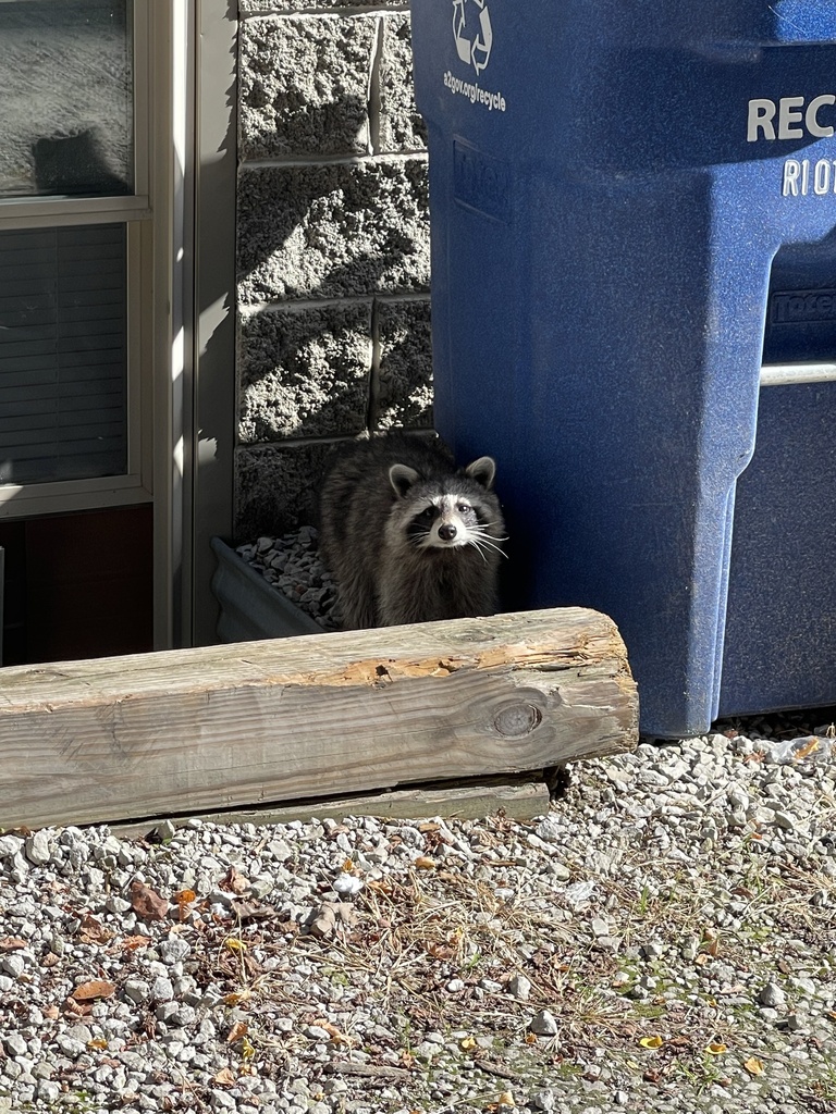 Common Raccoon from University of Michigan, Ann Arbor, MI, US on ...