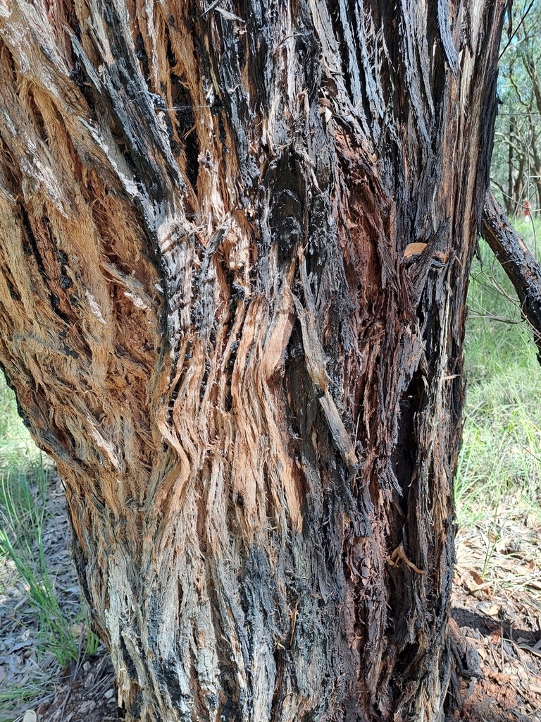 gum trees in December 2023 by ybown · iNaturalist