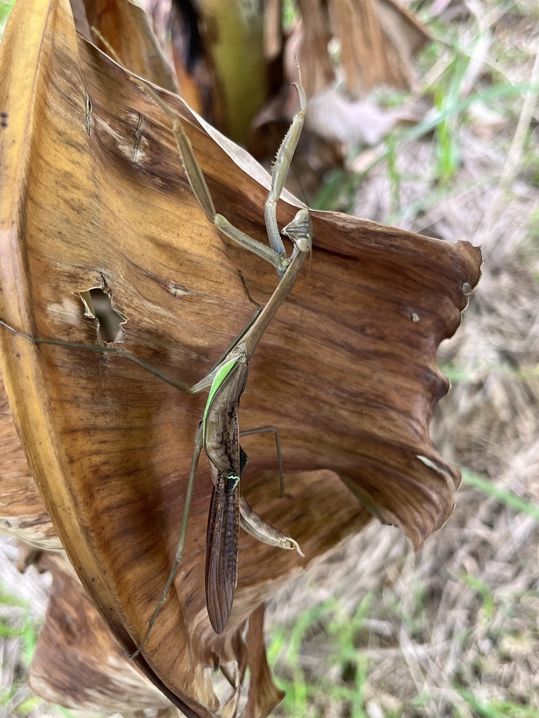 Narrow-winged Mantis in December 2023 by Nakatada Wachi · iNaturalist
