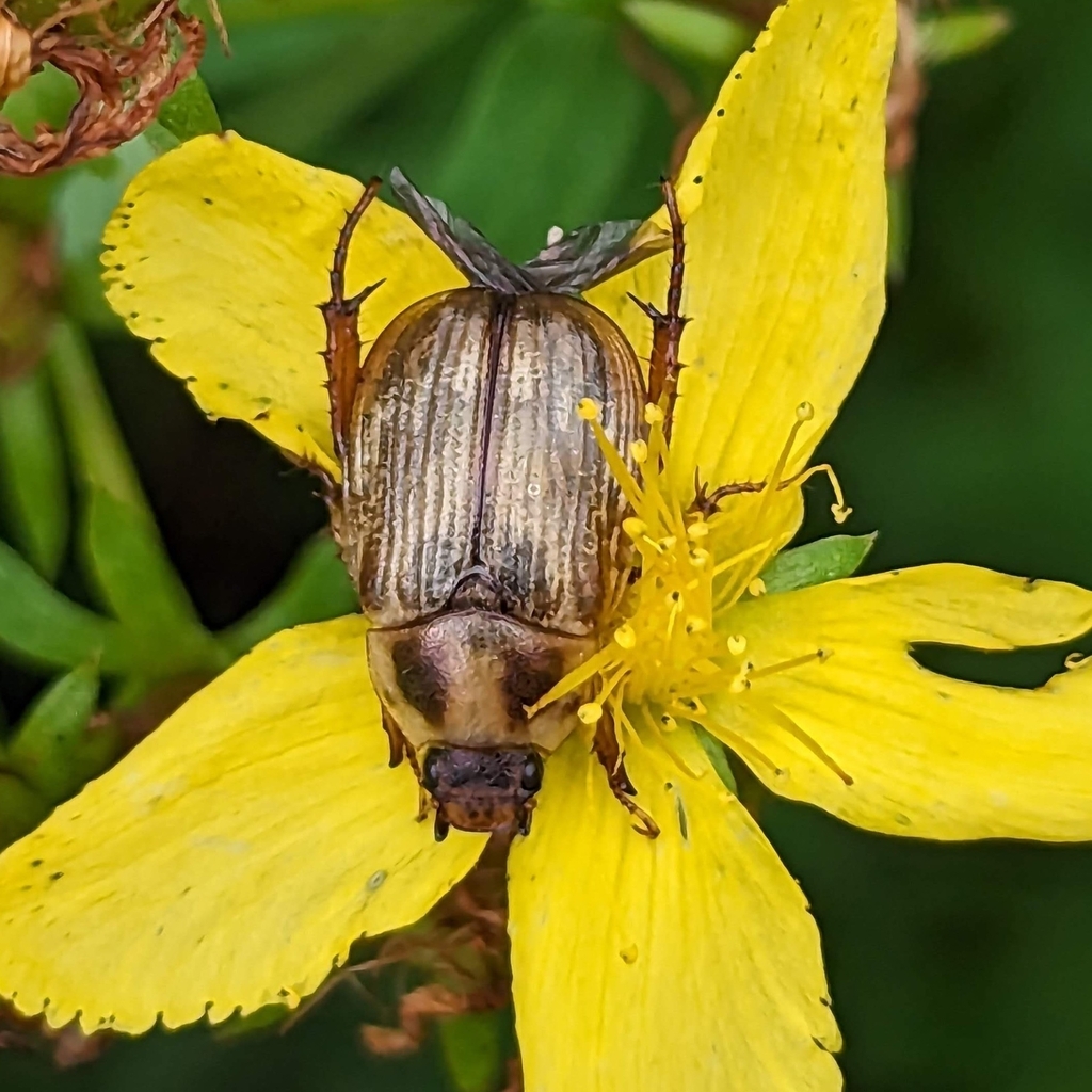 Oriental Beetle from Grantham, NH, USA on August 10, 2023 at 05:36 PM ...