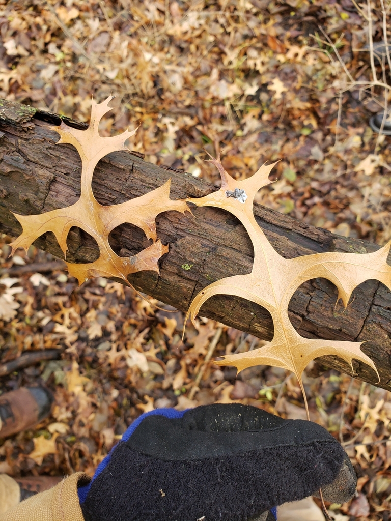 red oaks from Batavia, IL 60510, USA on December 5, 2023 at 02:05 PM by ...