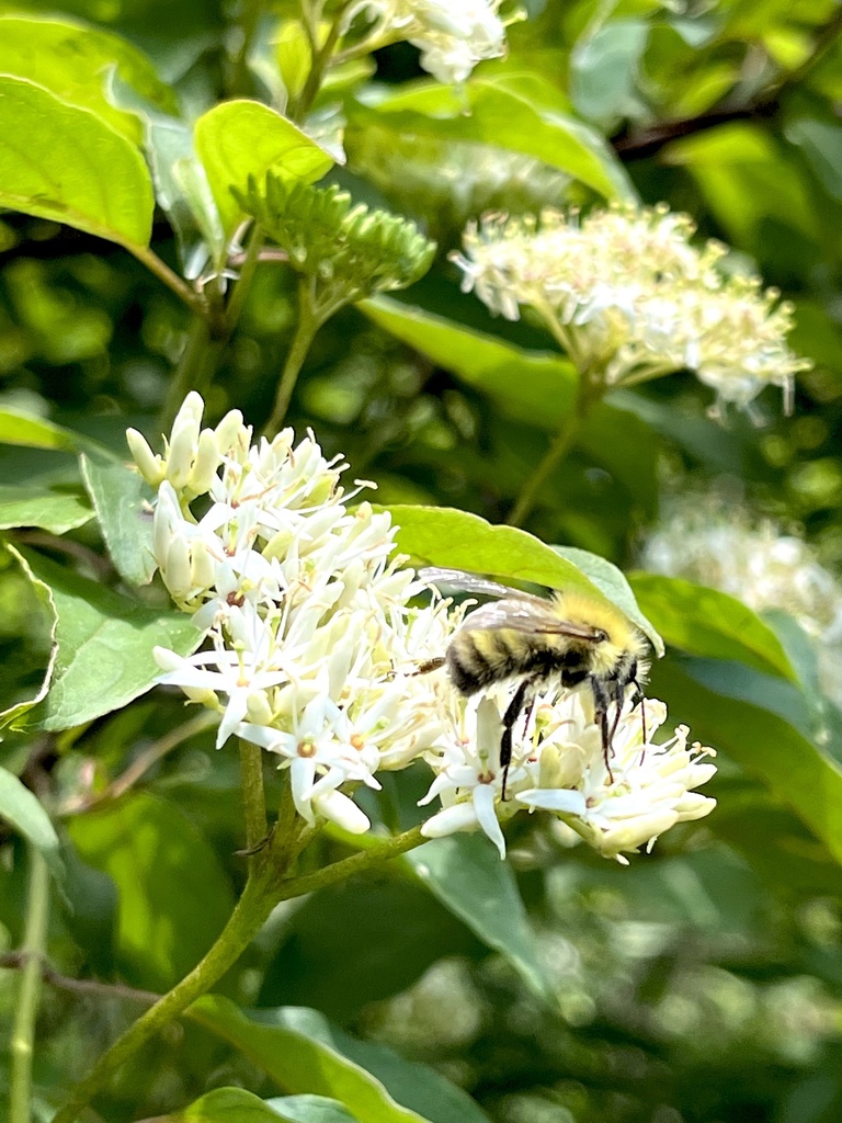 Perplexing Bumble Bee from Ward Pound Ridge Reservation, Cross River ...