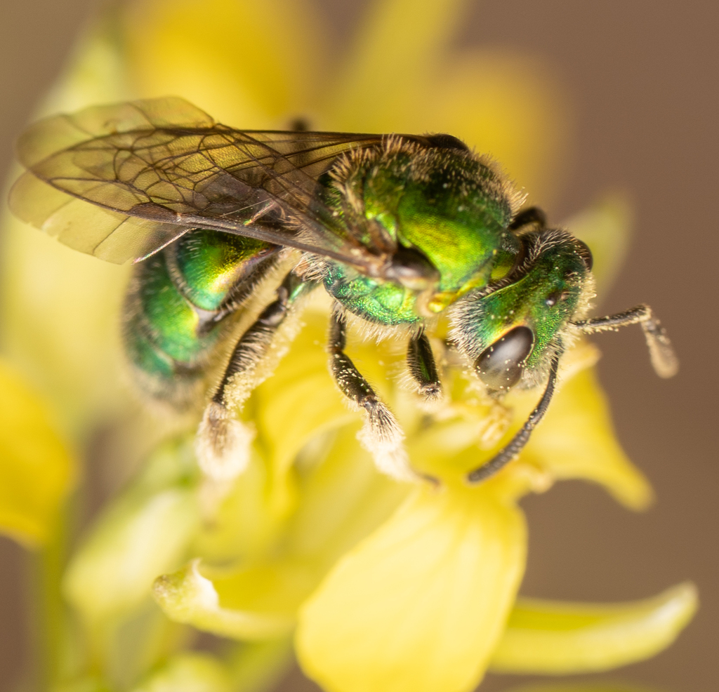 Augochlorella (Lesser-known Insect Pollinators of Metro Phoeinx (June ...