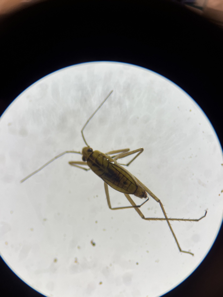 Mulsant's Water Treader from John Heinz National Wildlife Refuge at ...