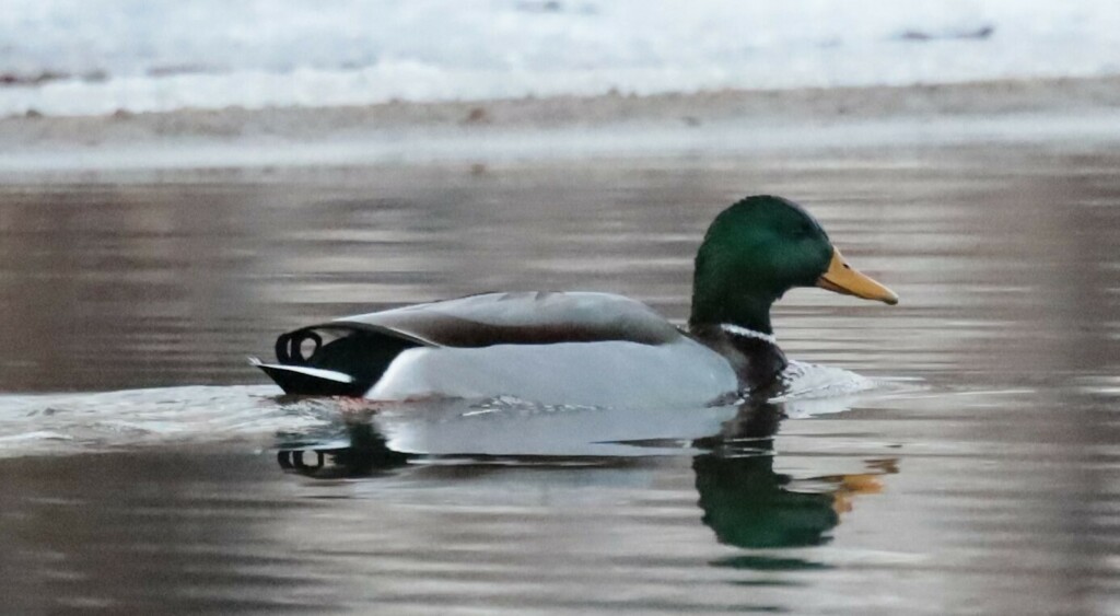 Mallard from Isabella, Michigan, United States on December 5, 2023 at ...