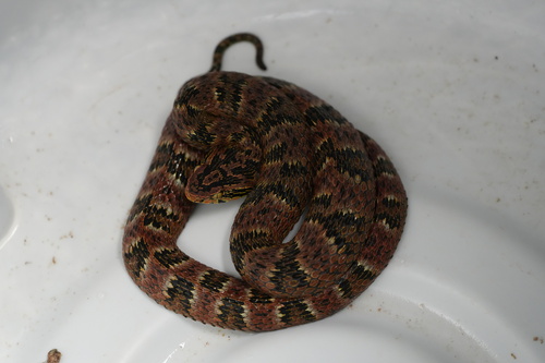Andean Forest-pitviper (Bothrops pulcher) - Snakes and Lizards
