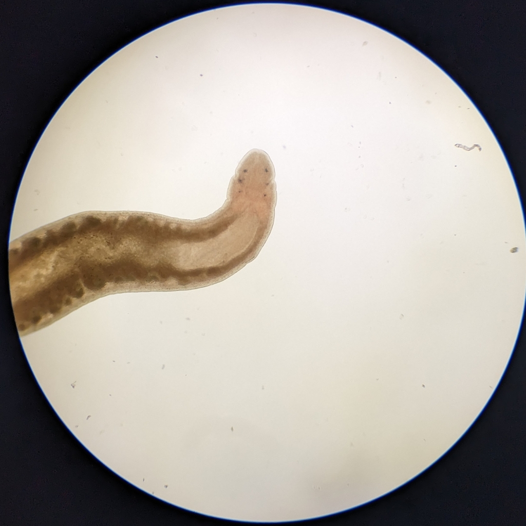 Prostoma from Highland, UT, USA on December 5, 2023 at 05:07 PM by ...