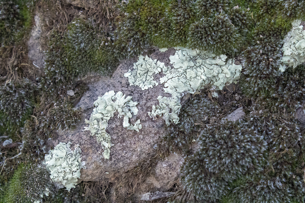 typical shield lichens from Pinal County, AZ, USA on December 5, 2023 ...