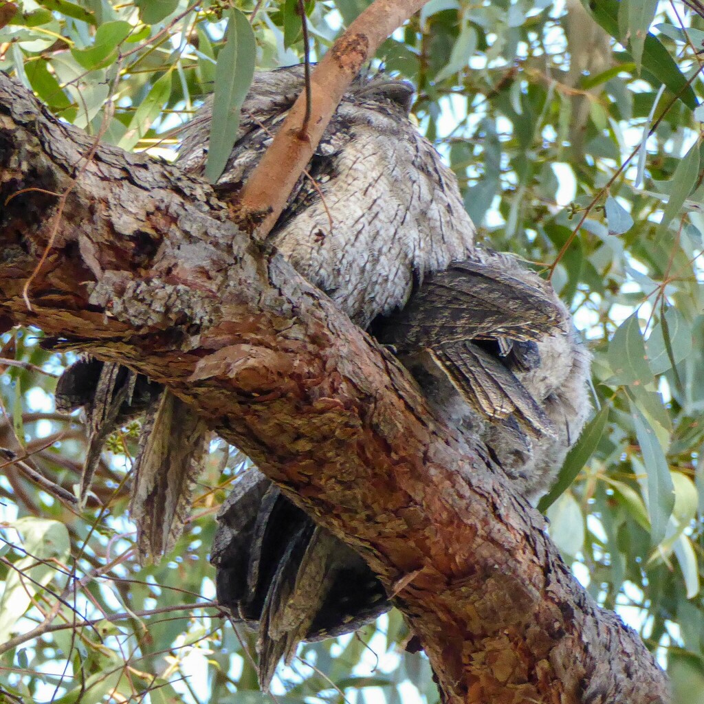 Tawny Frogmouth in December 2023 by Mononymous · iNaturalist