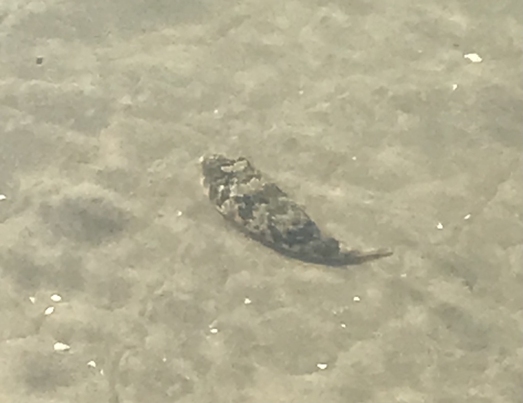 Northern Puffer from Strathmere Bay, Ocean City, NJ, US on October 12 ...
