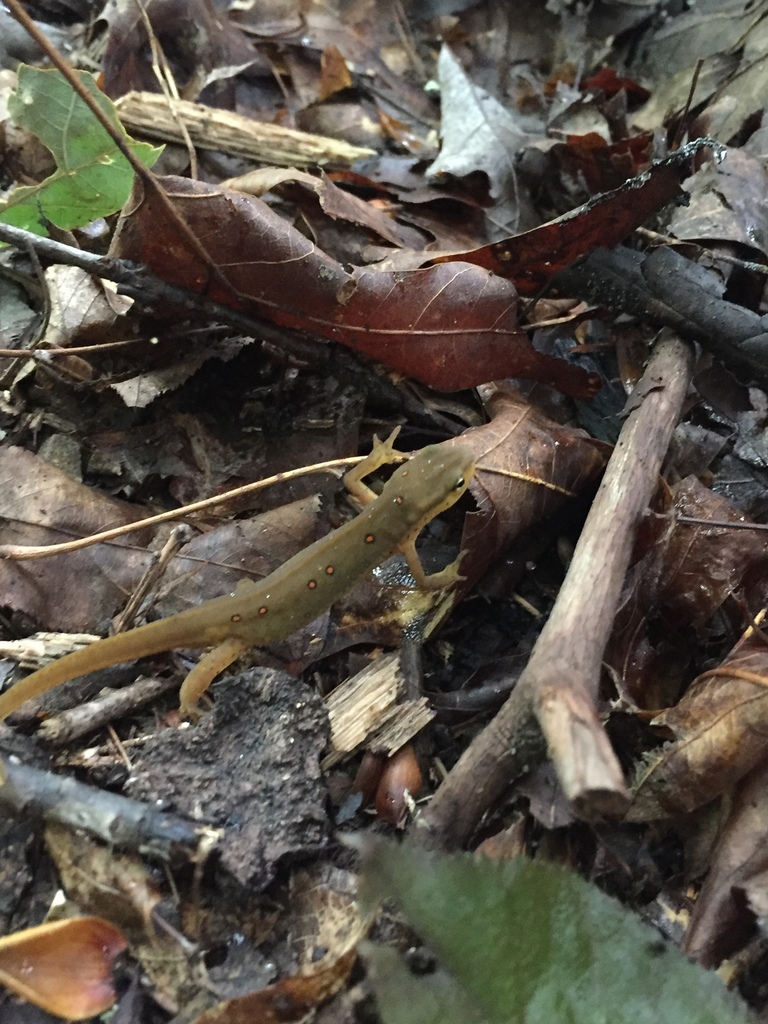 Red-spotted Newt from Jefferson National Forest, Bland, VA, US on July ...