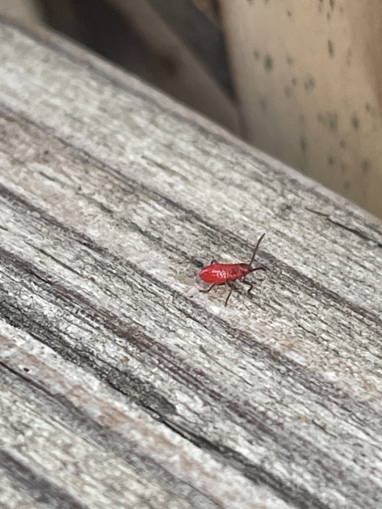 Red-shouldered Bug from Seagoville, TX, US on December 2, 2023 at 01:45 ...