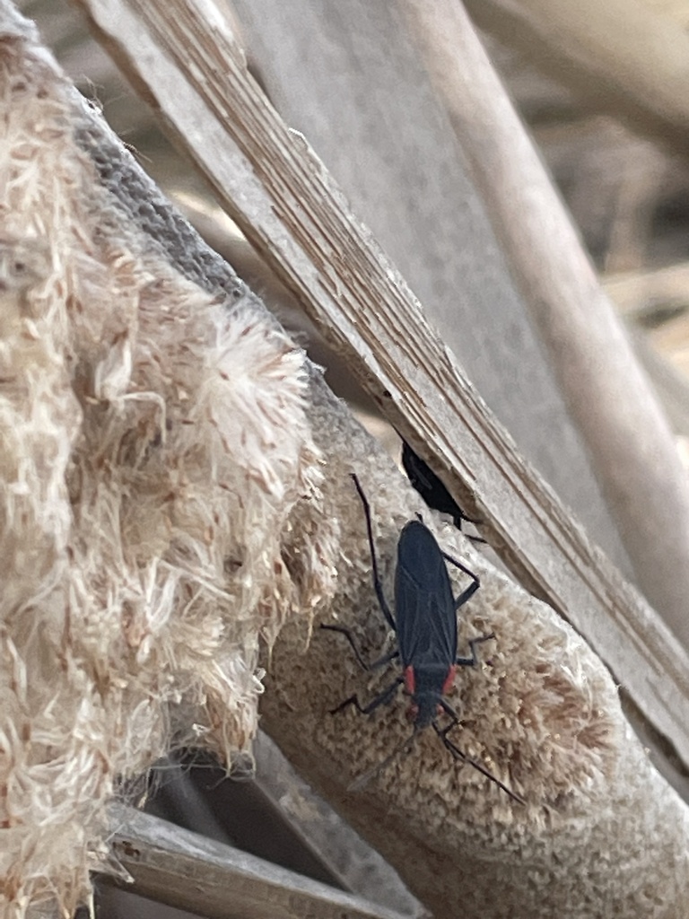 Red-shouldered Bug from Seagoville, TX, US on December 2, 2023 at 01:45 ...