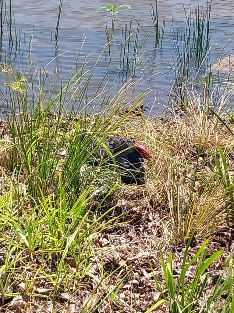 Australasian Swamphen from St Lucia QLD 4067, Australia on December 6 ...