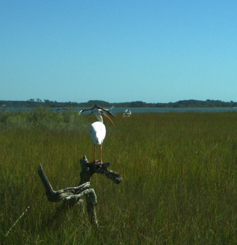 White Ibis from Carteret County, NC, USA on October 14, 2023 at 09:45 ...
