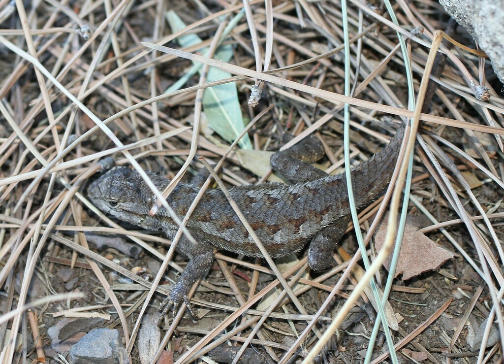Great Basin Fence Lizard from Corona, CA, USA on December 5, 2023 at 11 ...
