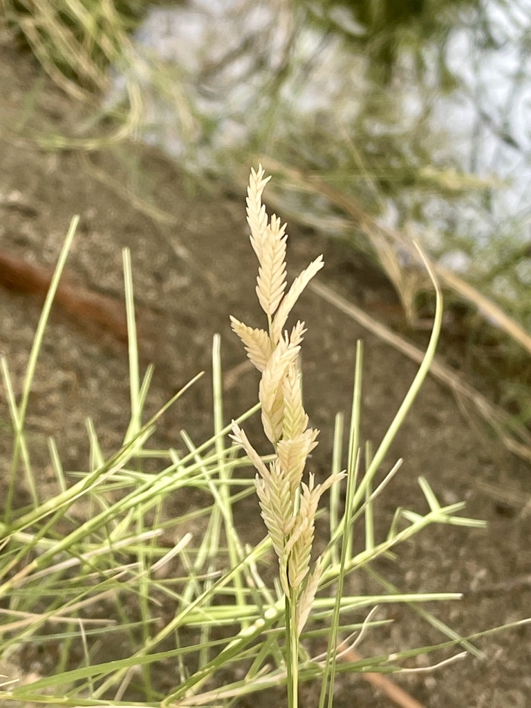 Saltgrass from Thousand Palms, CA, US on November 26, 2023 at 09:26 AM ...