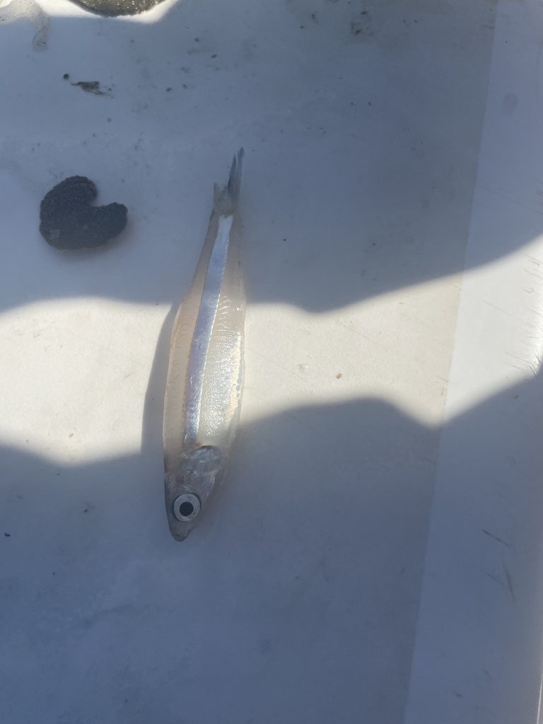 Anchoa from North Atlantic Ocean, NC, US on September 11, 2023 at 11:15 ...