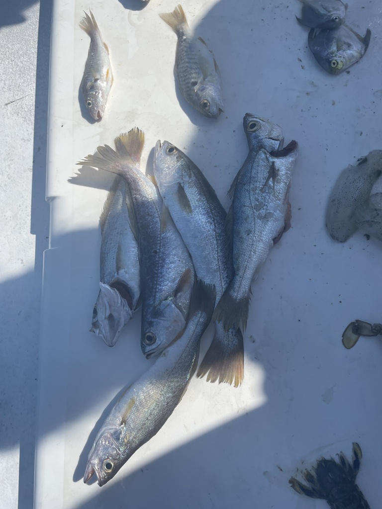 Silver weakfish from North Atlantic Ocean, NC, US on September 11, 2023 ...