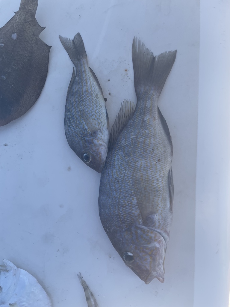 Pigfish from North Atlantic Ocean, NC, US on September 11, 2023 at 11: ...
