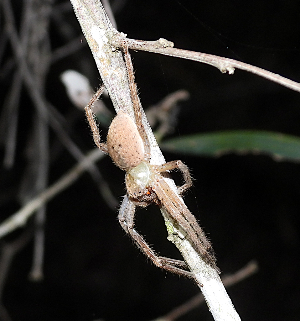 Beautiful Badge Huntsman from unyaville Conservation Park, Arana Hills ...