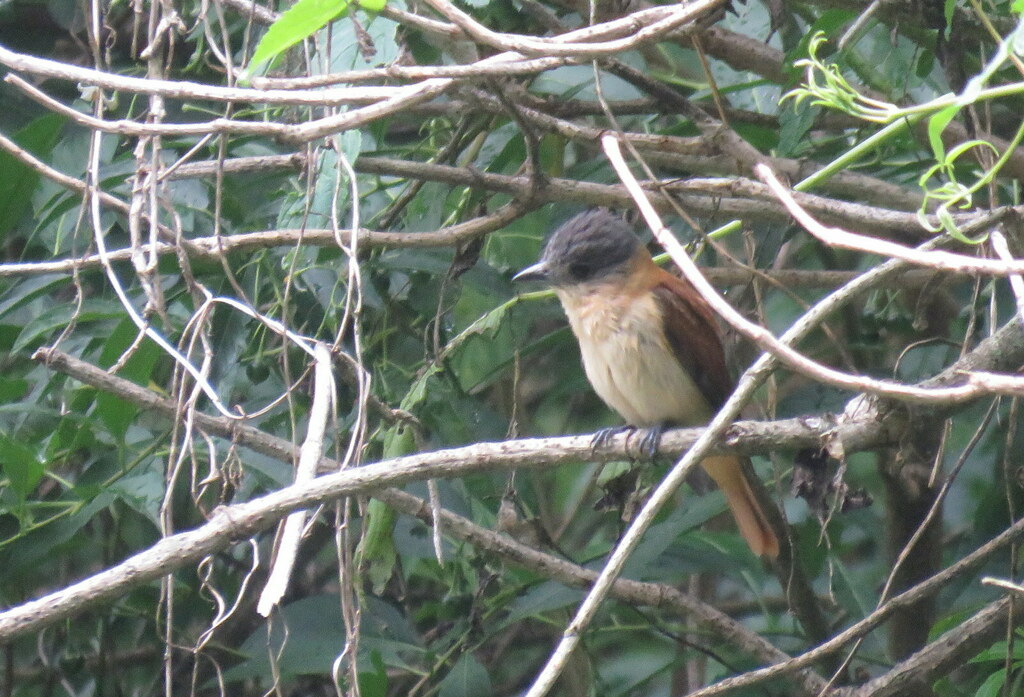 Crested Becard from Monteros, Tucumán, Argentina on December 27, 2022 ...