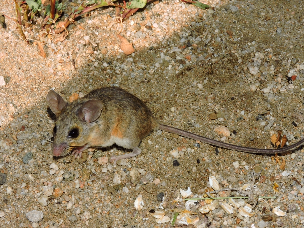 Eva's Desert Mouse from 23300 B.C.S., México on September 27, 2019 by ...