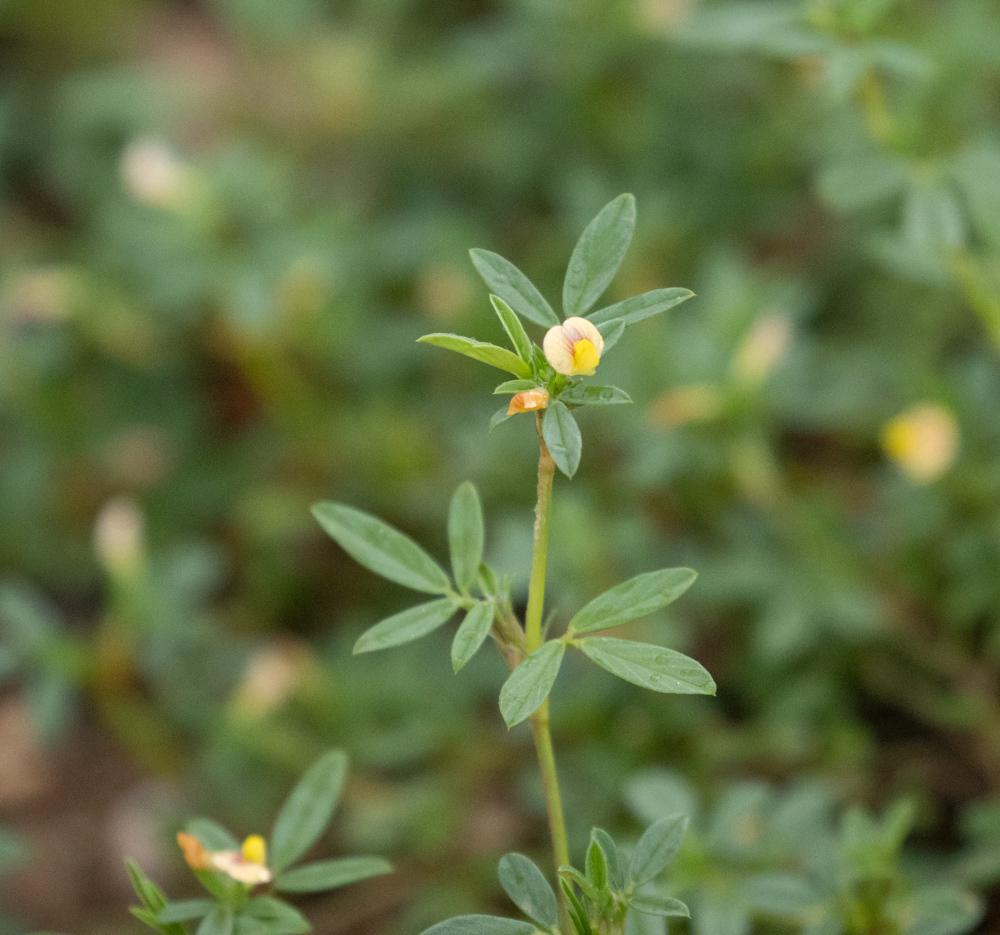 Caribbean Stylo from Pedernales, Dominican Republic on November 19 ...
