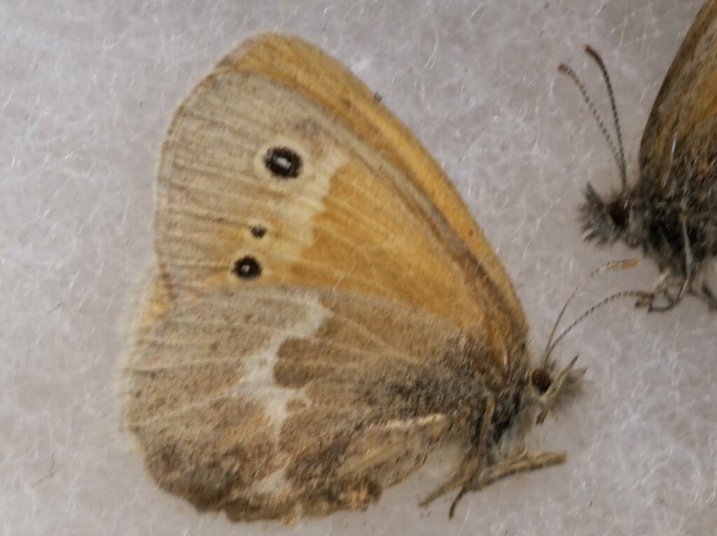 Inornate Ringlet from Grand Isle, VT 05458, USA on August 8, 2005 by ...