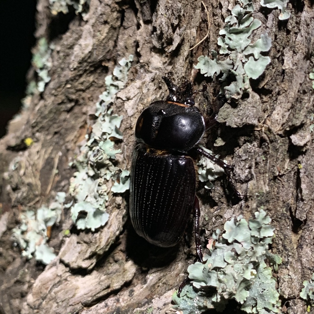 Triceratops Beetle from Thom Rd, Graham, NC, US on July 9, 2023 at 11: ...