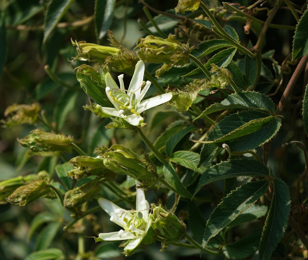 Passiflora trisecta from Urubamba Province, Peru on October 26, 2023 at ...