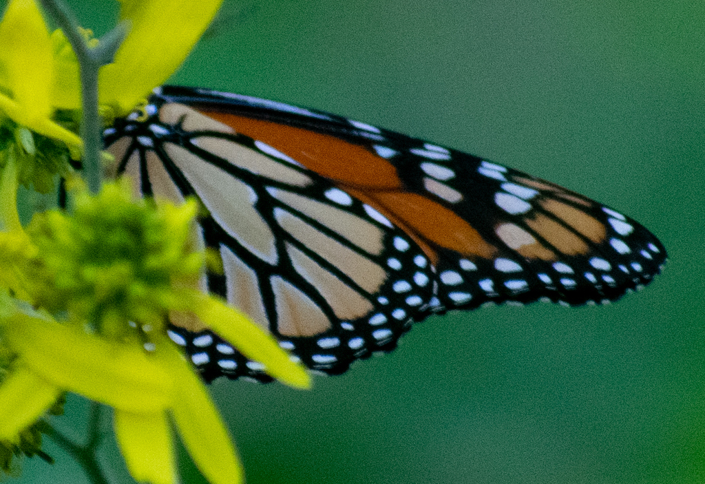 Monarch in September 2023 by Whitney Mattila · iNaturalist