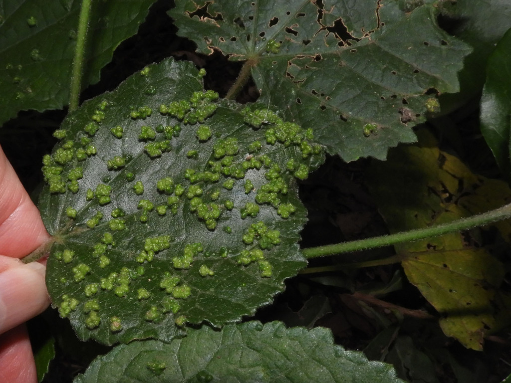 Gall and Rust Mites from Jamhuri, Nairobi, Kenya on December 4, 2023 at ...