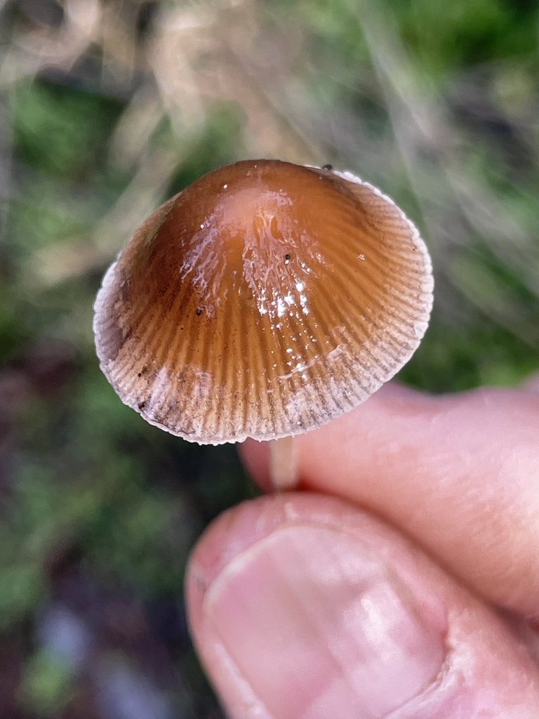 rootlet brittlestem from Las Posadas Rd, Angwin, CA, US on December 5 ...