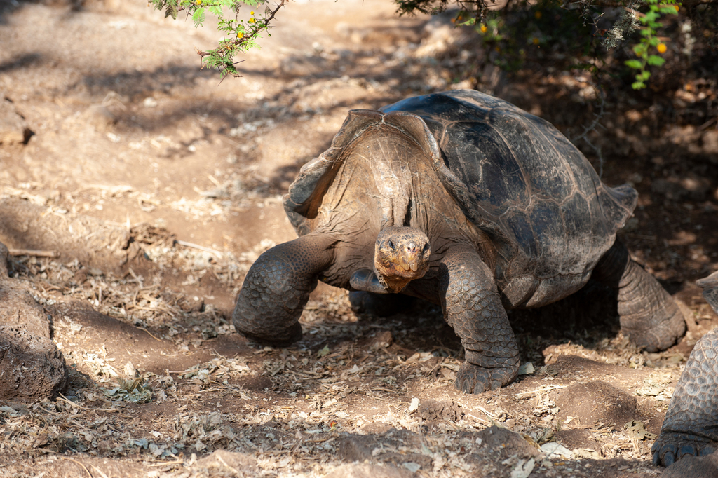 Galápagos Giant Tortoise from Isabela, Ecuador on March 5, 2022 at 05: ...