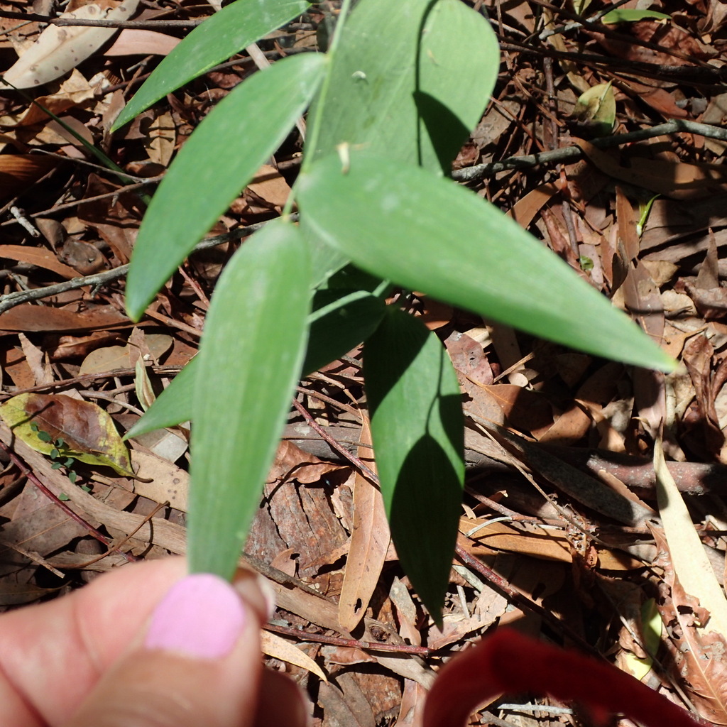 Wombat Berry from Nelson Bay NSW 2315, Australia on December 3, 2023 at ...