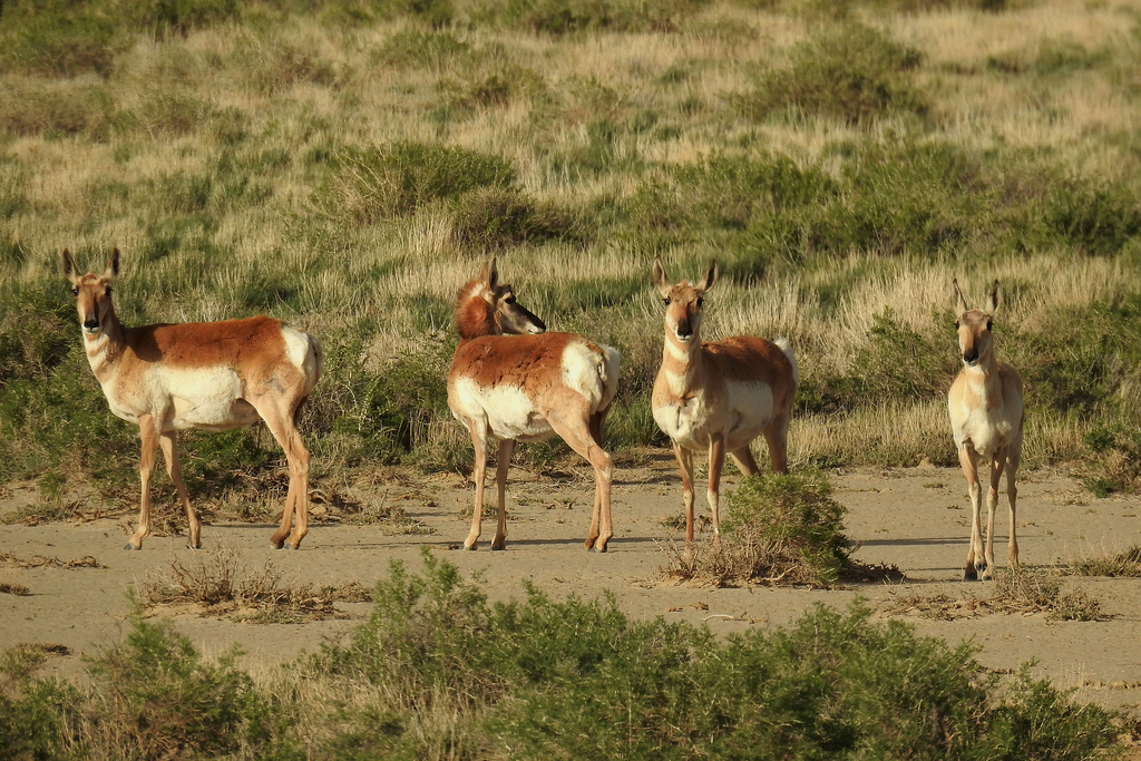 Ungulates, Carnivorans, and Allies (Laurasiatheria) - Know Your Mammals