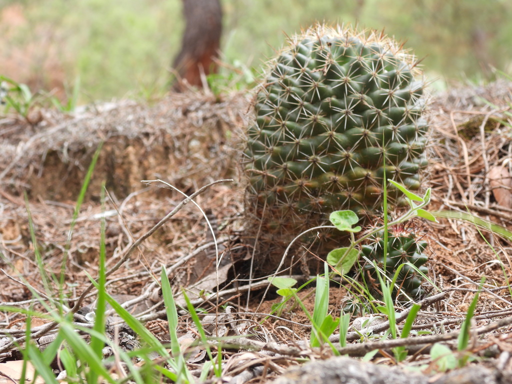 Coryphantha clavata clavata from San Luis de la Paz, Gto., México on ...
