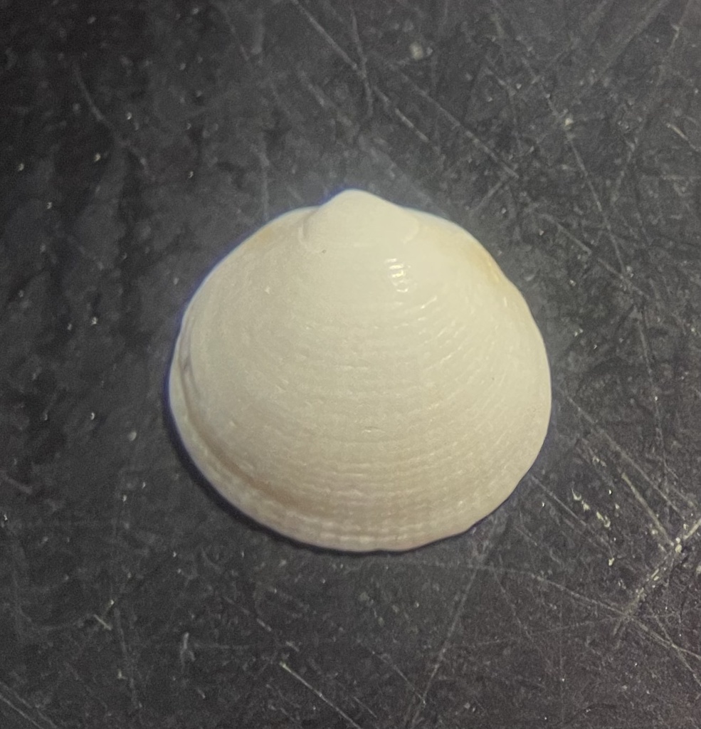 Atlantic bittersweet clam from Indian River Lagoon, Grant-Valkaria, FL ...