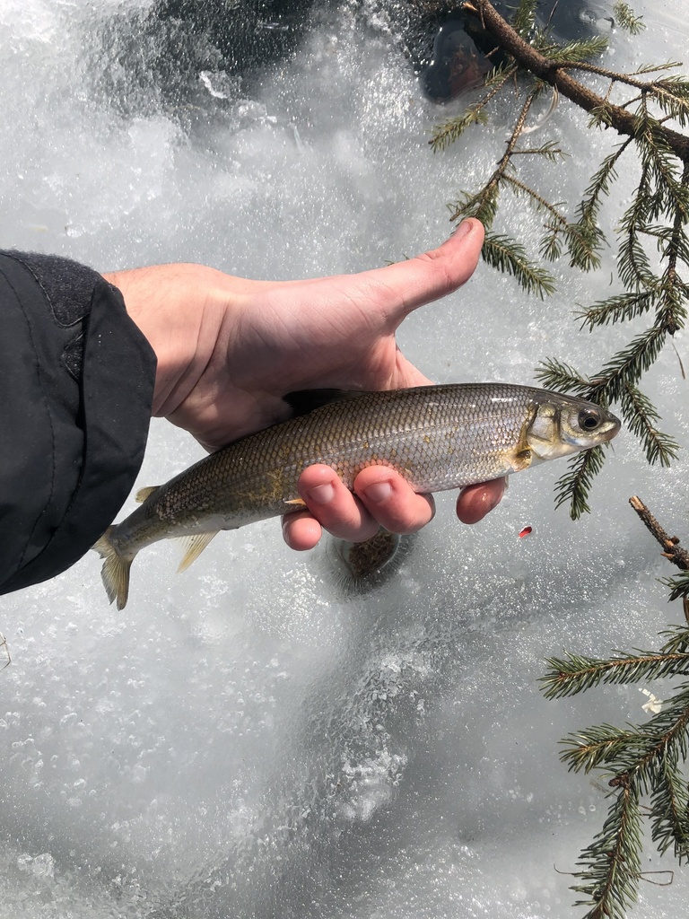 Round Whitefish in March 2021 by mi_fishes · iNaturalist