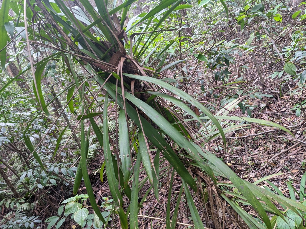 Slender Palm Lily from Bonville NSW 2450, Australia on November 25, 2023 at 10:07 AM by ...
