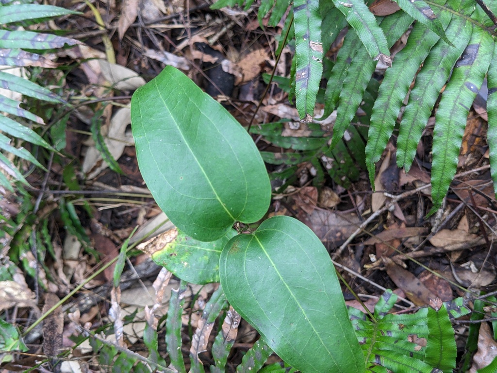 Austral Sarsaparilla from Bonville NSW 2450, Australia on November 25, 2023 at 10:10 AM by ...