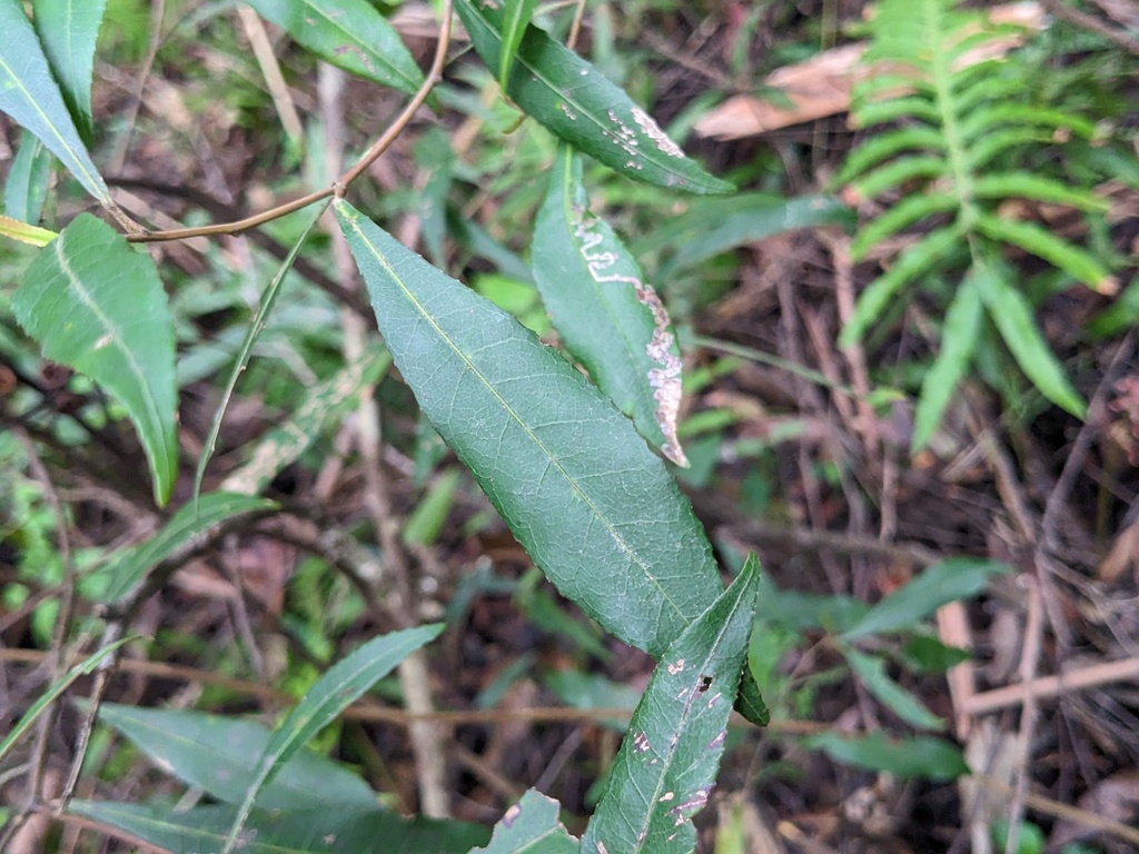 Blueberry ash from Bonville NSW 2450, Australia on November 25, 2023 at 10:13 AM by Nathanael ...