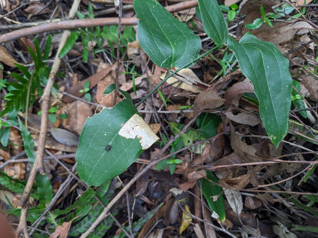Austral Sarsaparilla from Bonville NSW 2450, Australia on November 25, 2023 at 10:14 AM by ...