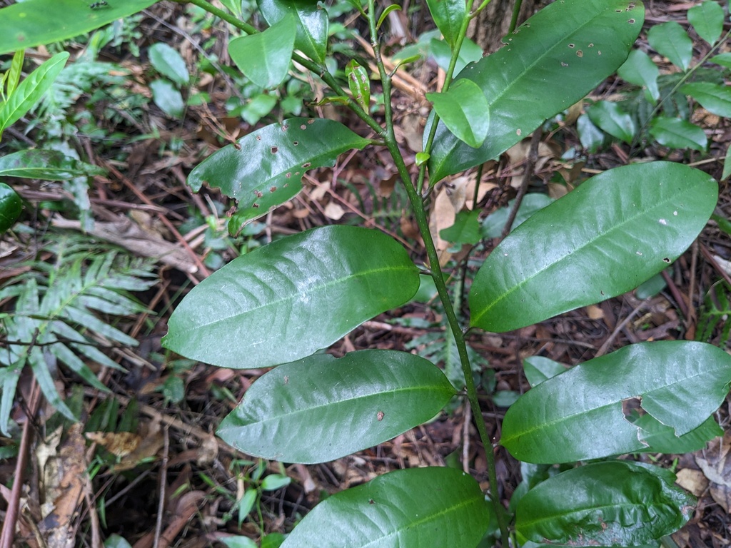 Bolwarra from Bonville NSW 2450, Australia on November 25, 2023 at 10:14 AM by Nathanael Green ...