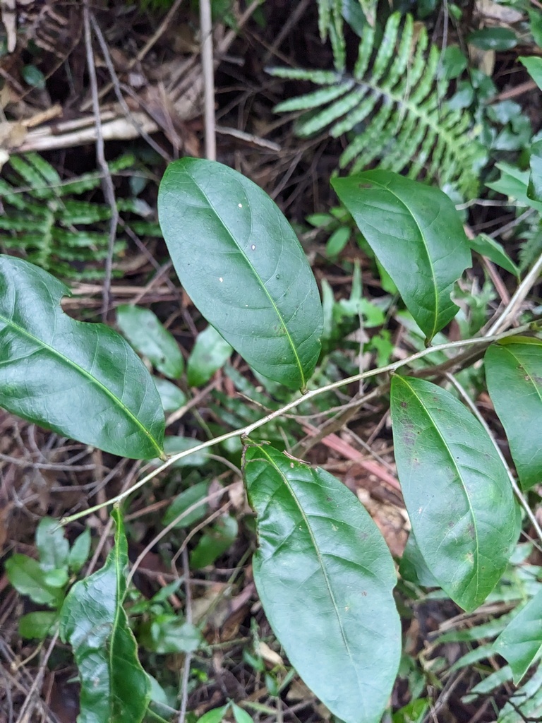 Cheese Tree from Bonville NSW 2450, Australia on November 25, 2023 at 10:14 AM by Nathanael ...