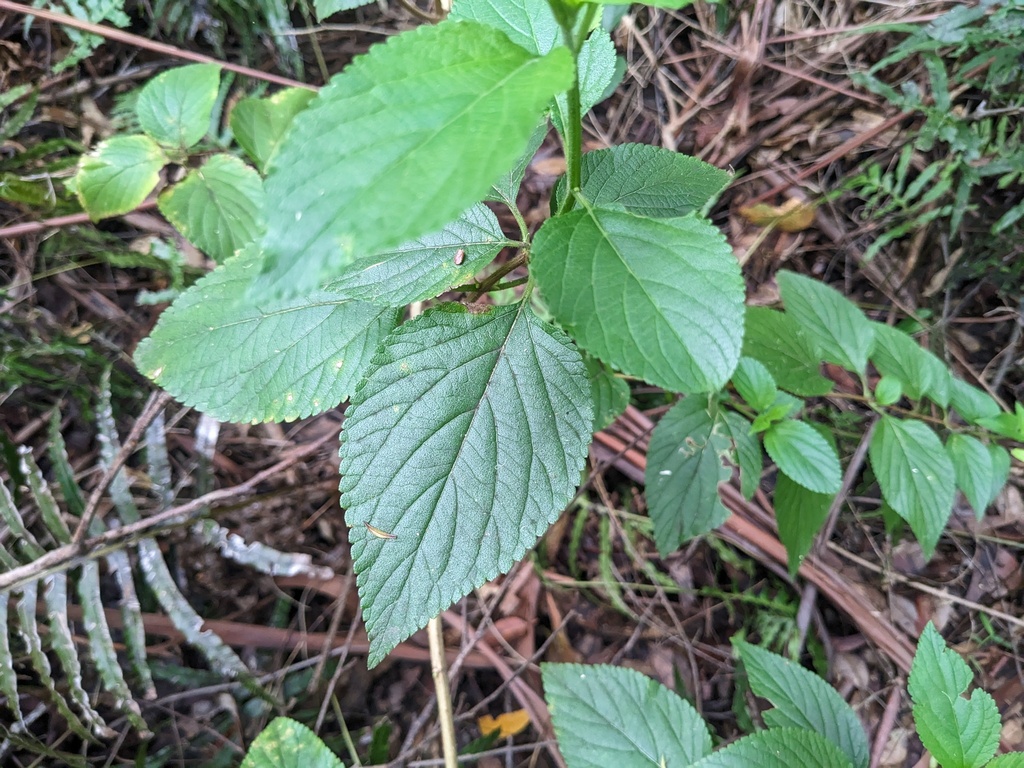 common lantana from Bonville NSW 2450, Australia on November 25, 2023 at 10:15 AM by Nathanael ...