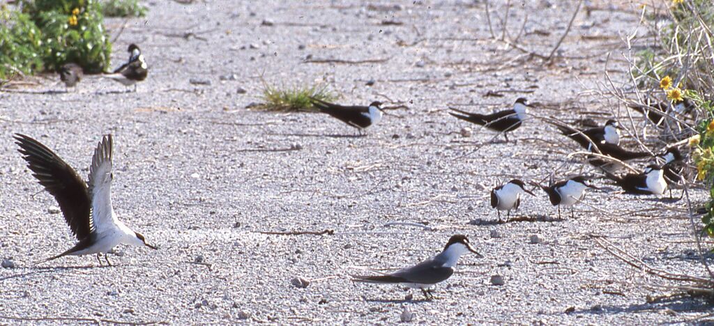 Gray-backed Tern in May 1998 by Peter Meisenheimer. Scanned from 35 mm ...